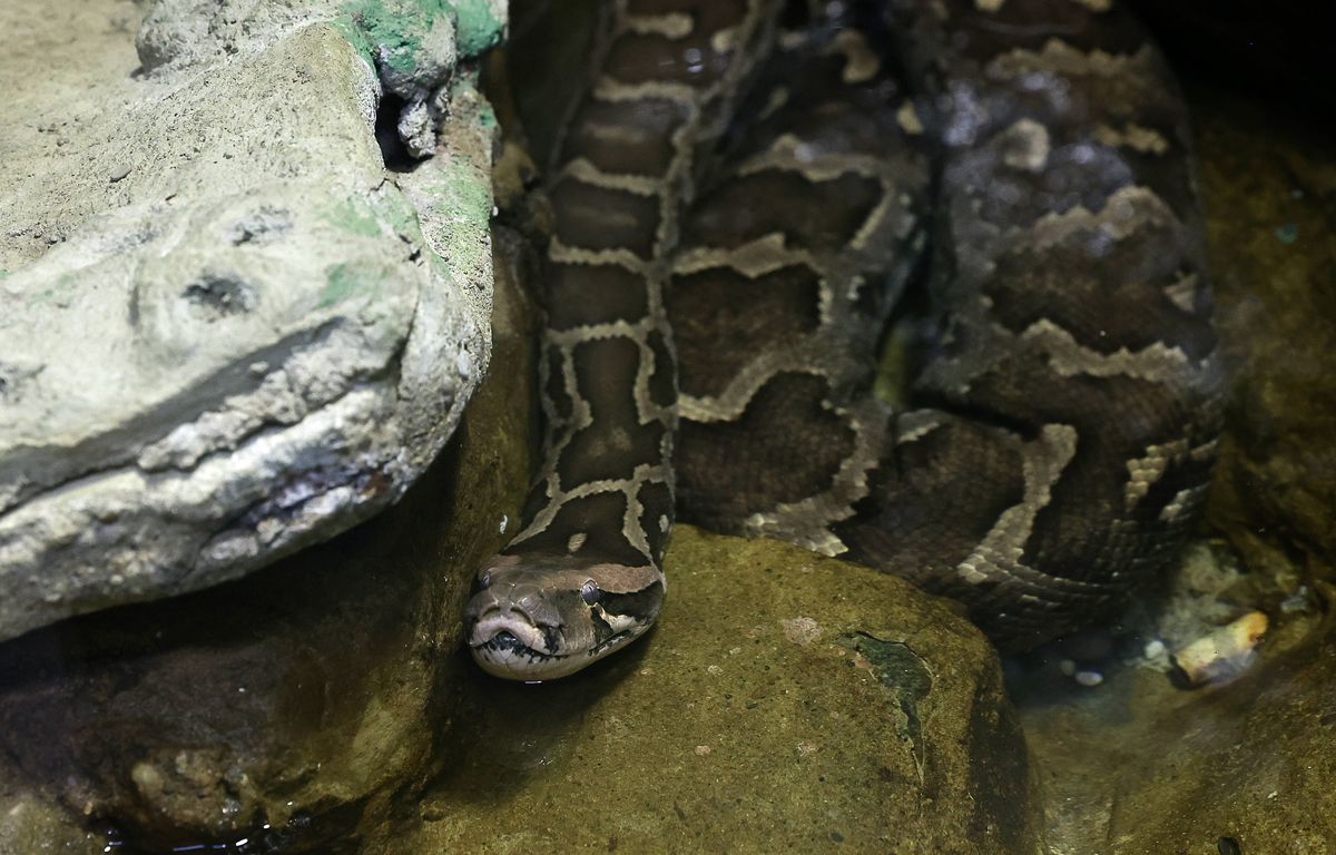 Gard : Les pompiers sauvent un python égaré dans le conduit d’aération ...