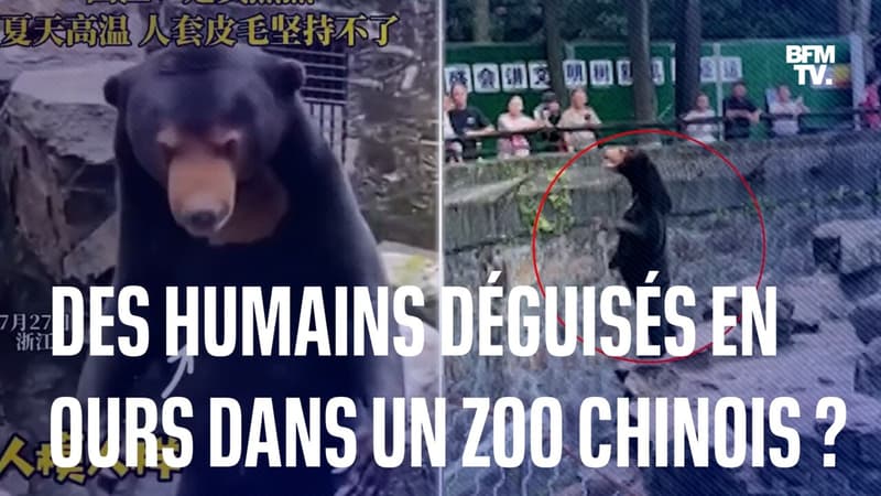 Des humains soupçonnés de s’être déguisés en ours dans un zoo chinois ...