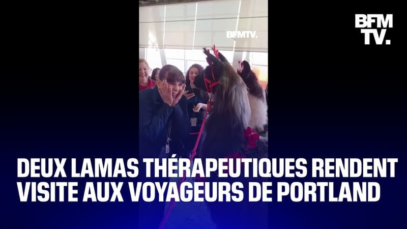 Ces deux lamas thérapeutiques rendent visite aux voyageurs de Portland ...